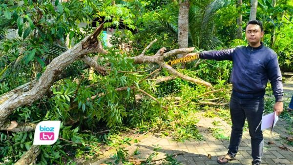 Ranting Pohon Mahoni Patah Tewaskan Pengendara Motor di Gandusari ...